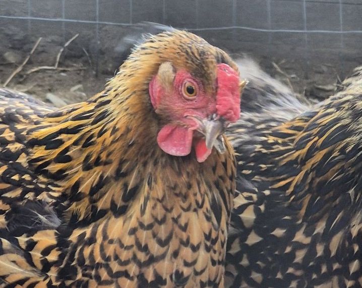 Scissor Beak in Chickens – The Glen Farm